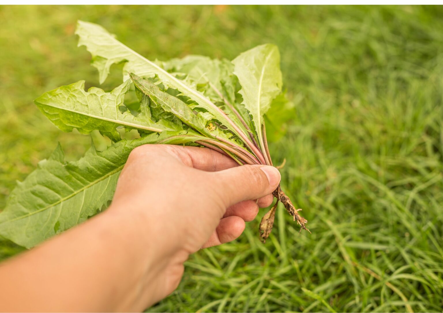 Eddike mod ukrudt: Virker det? | Have og Villa
